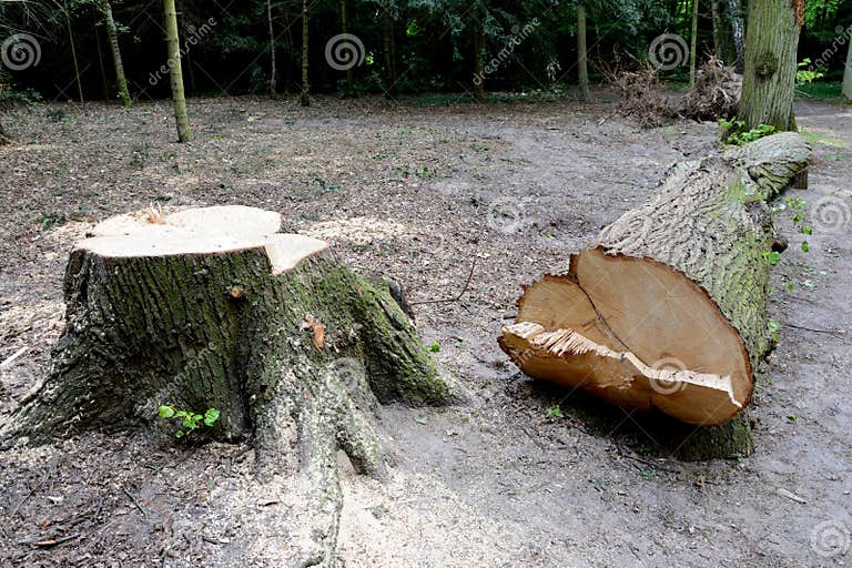 Cut down tree stock photo. Image of scob, fallen, bark - 54972806