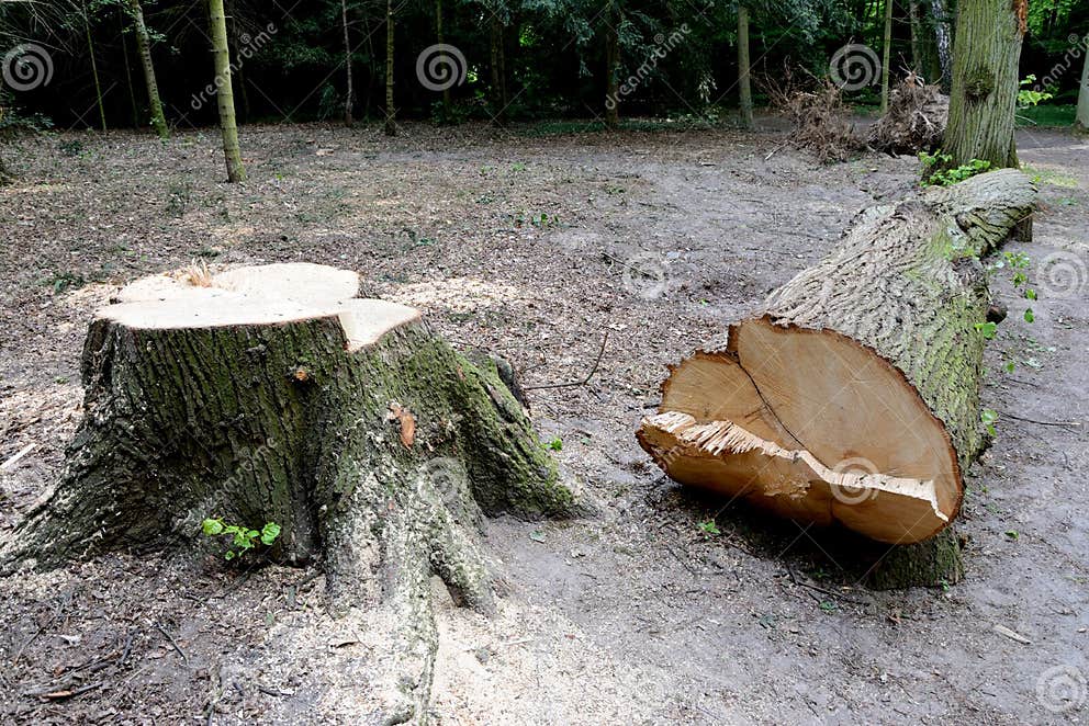 Cut down tree stock photo. Image of scob, fallen, bark - 54972806