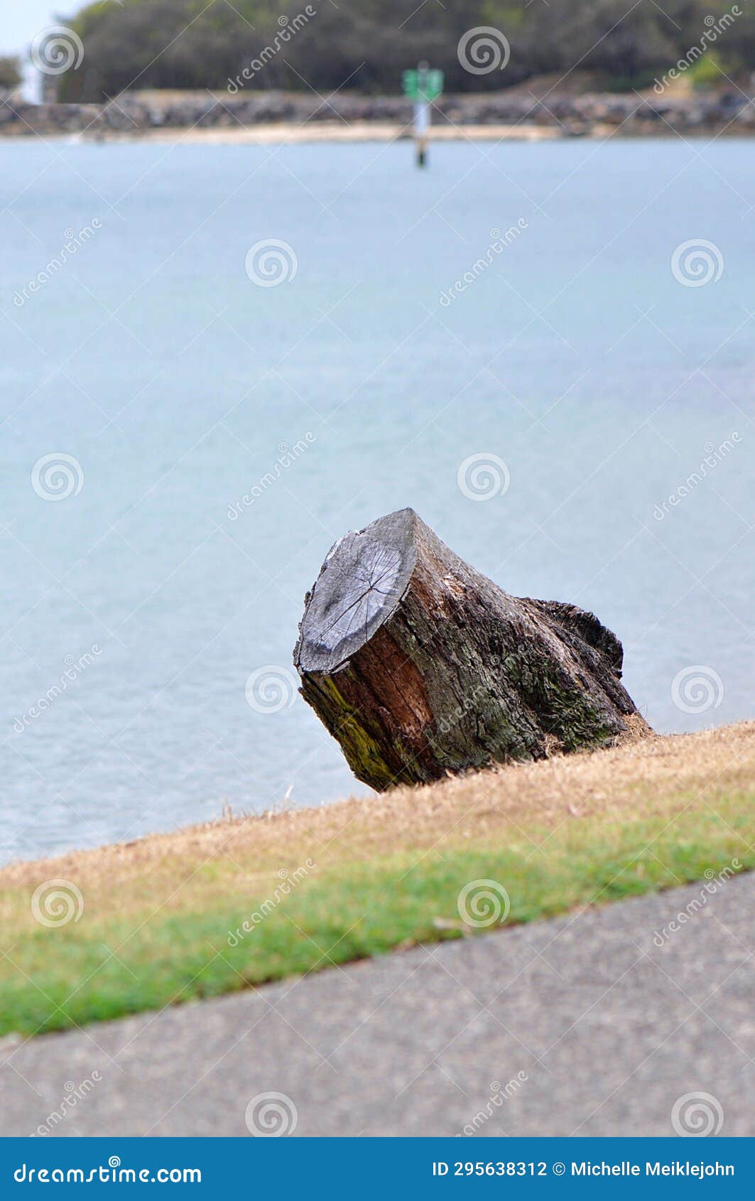 Cut Down Tree Stump by the Water Stock Photo - Image of ocean, living ...