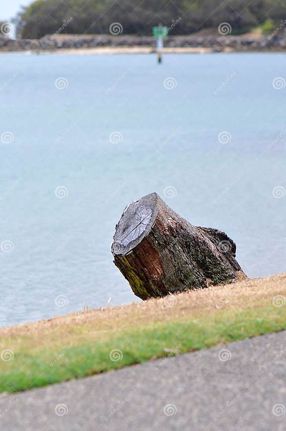 Cut Down Tree Stump by the Water Stock Photo - Image of ocean, living ...