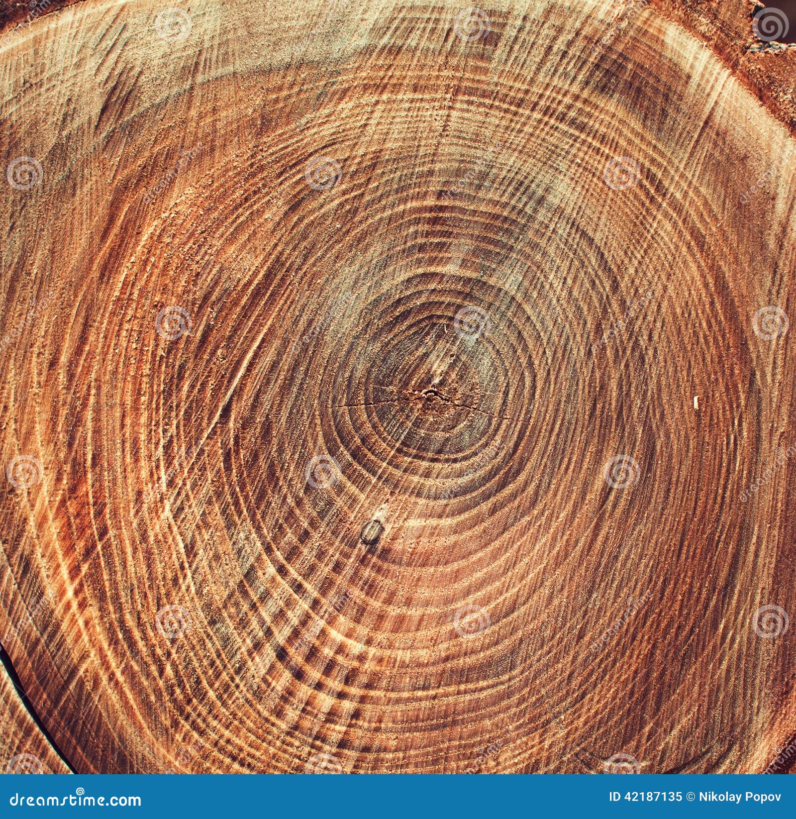 Cut down a tree. stock image. Image of timber, macro - 42187135
