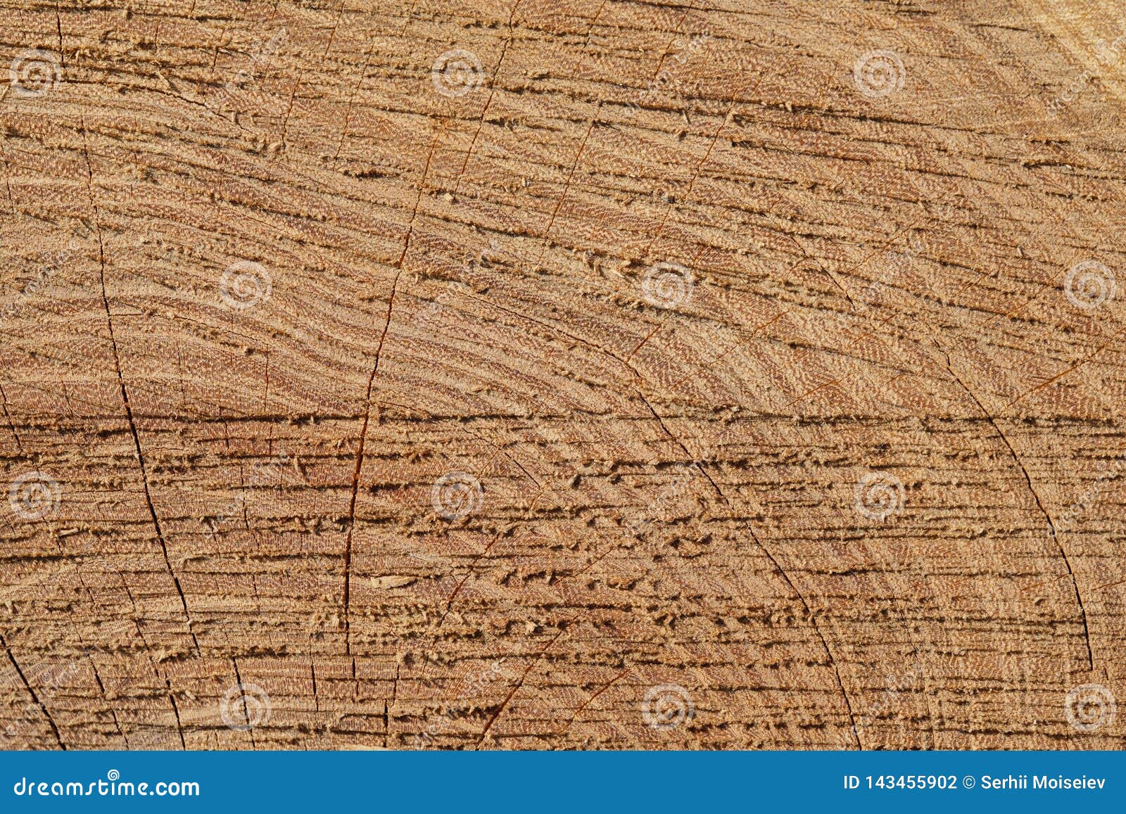 Cut down tree trunk stock photo. Image of cutting, design - 143455902