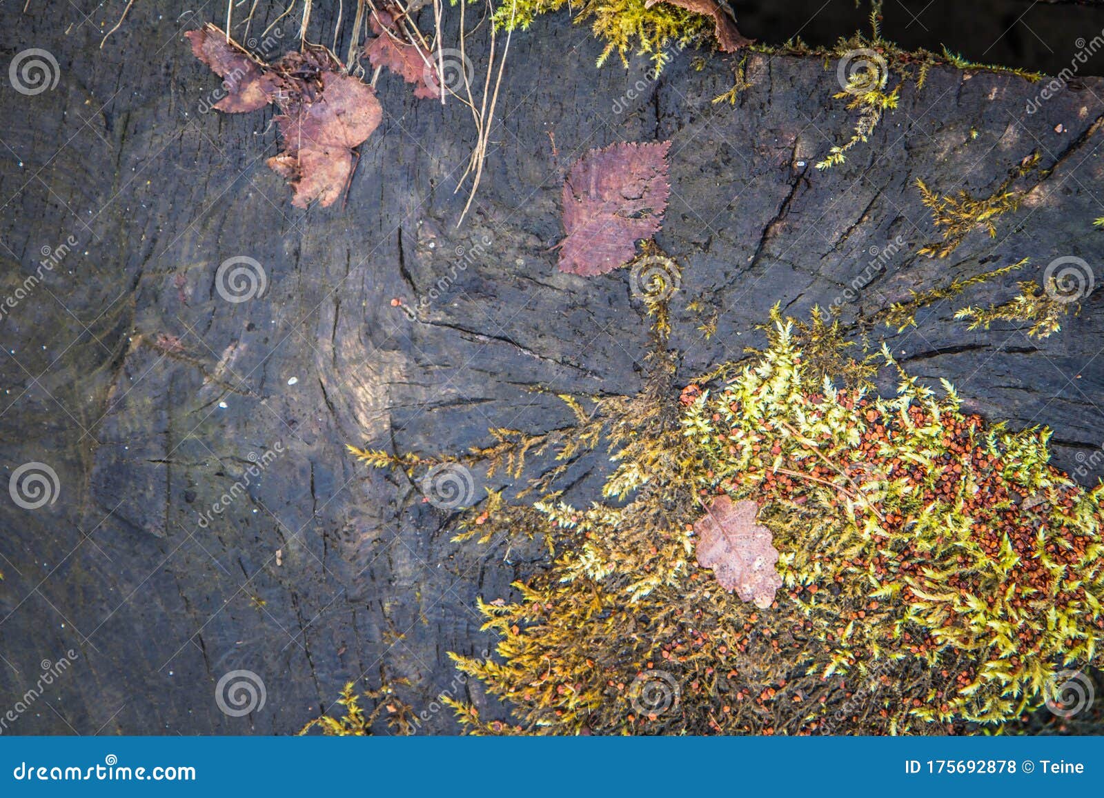 Cut down tree trunk stock photo. Image of environment - 175692878