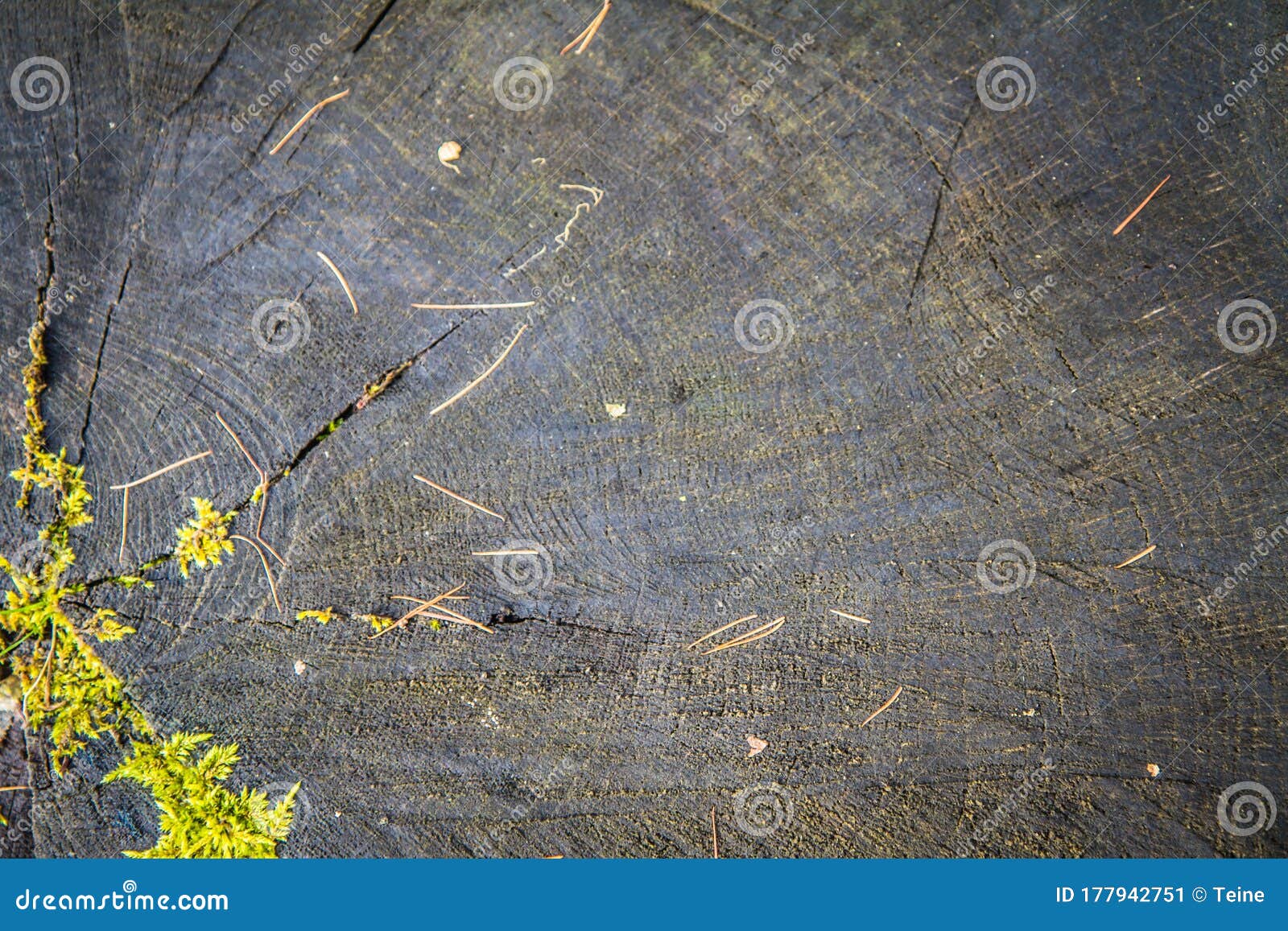 Cut down tree trunk stock image. Image of brown, weathered - 177942751