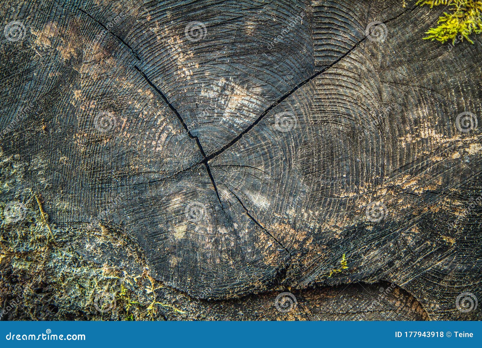 Cut down tree trunk stock photo. Image of rope, forest - 177943918