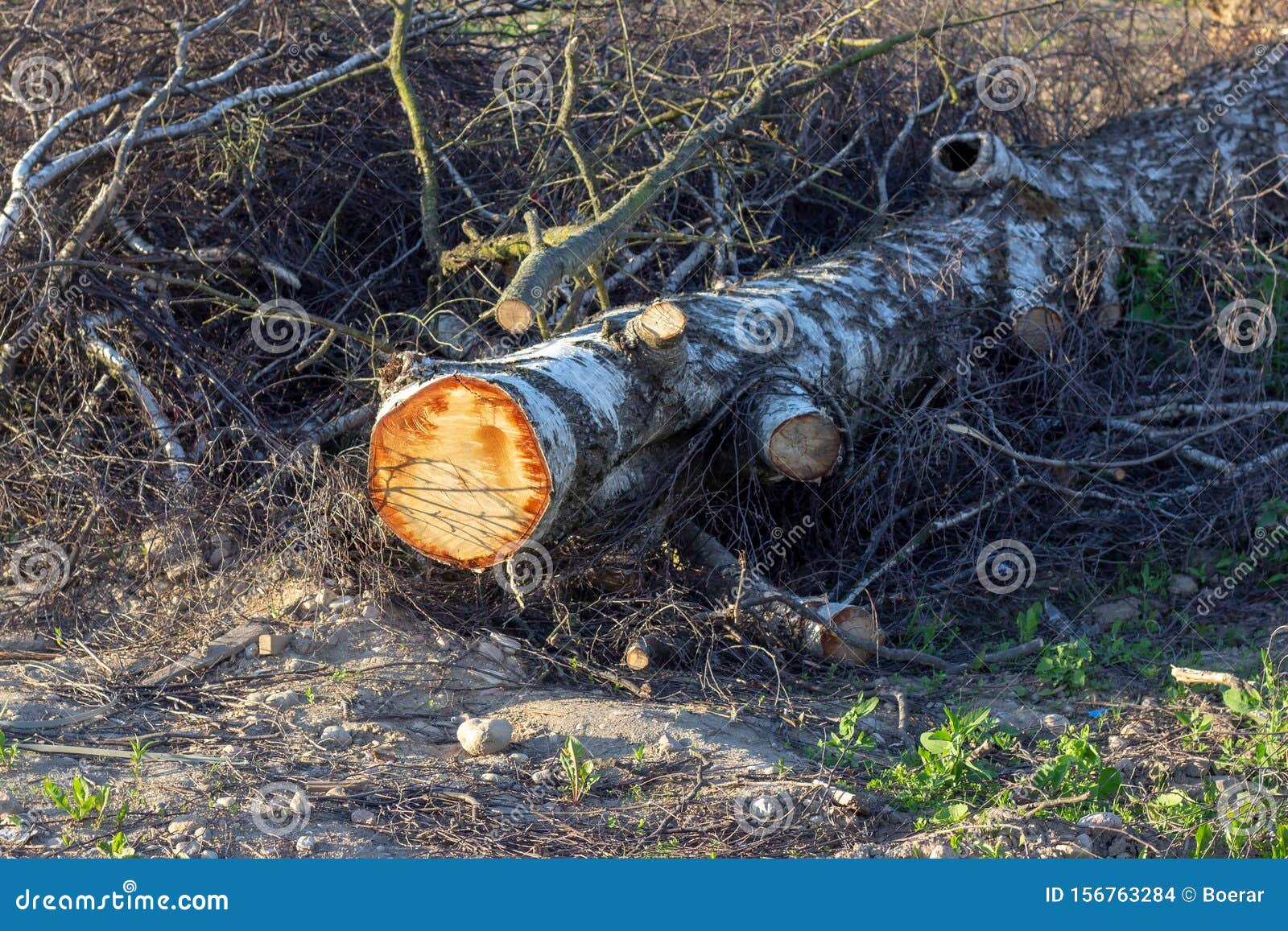 The Cut Down Tree Trunk Lying in the Forest in Autumn. Environment ...