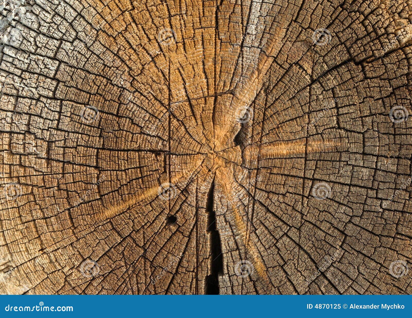 Cut Down Tree Trunk Texture Close Up Stock Image - Image of brown ...