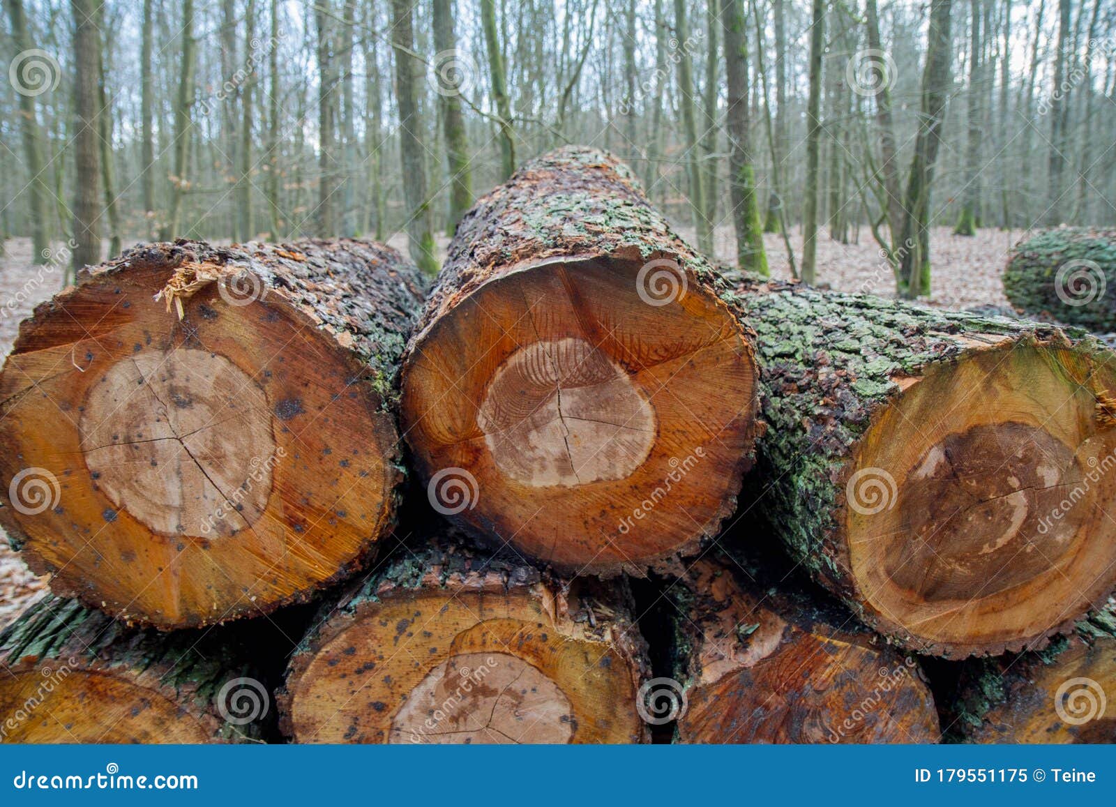 Cut down tree trunks stock image. Image of bark, forest - 179551175