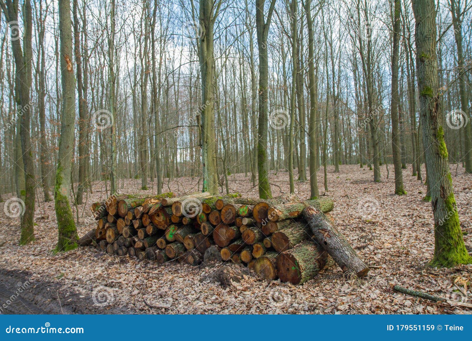Cut down tree trunks stock image. Image of lumberjack - 179551159