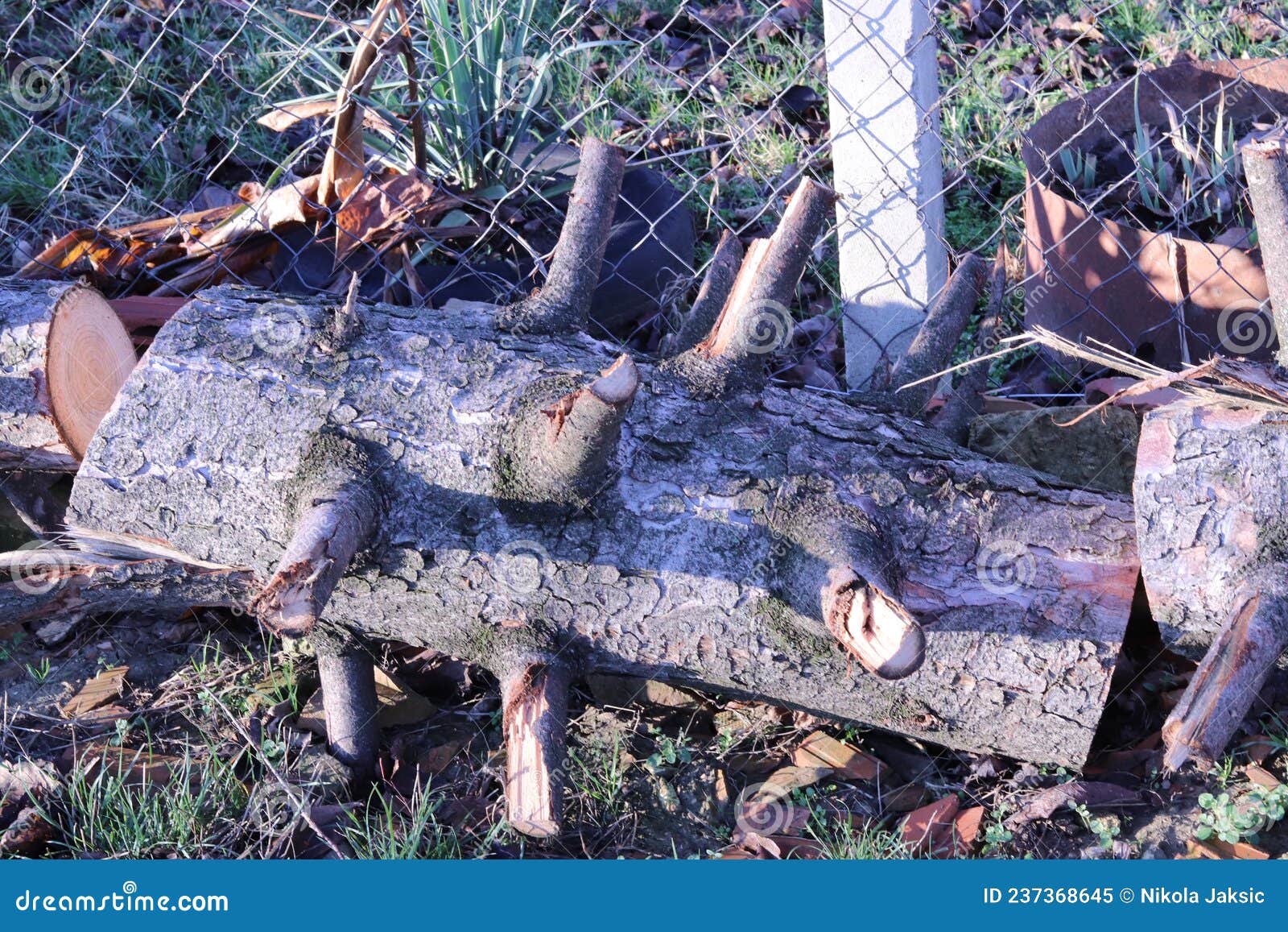 Cut Down Tree Trunks in One Place Stock Image - Image of wetland ...