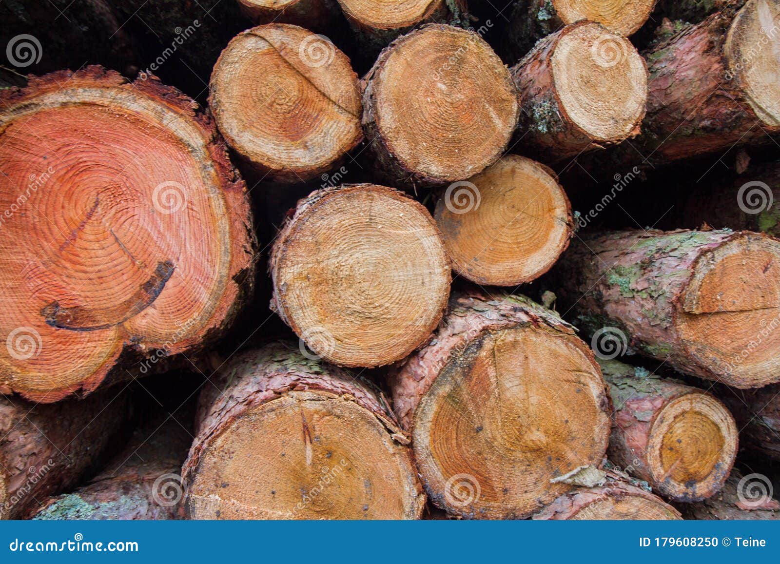 Cut Down Tree Trunks on a Pile Stock Photo - Image of environment, pile ...