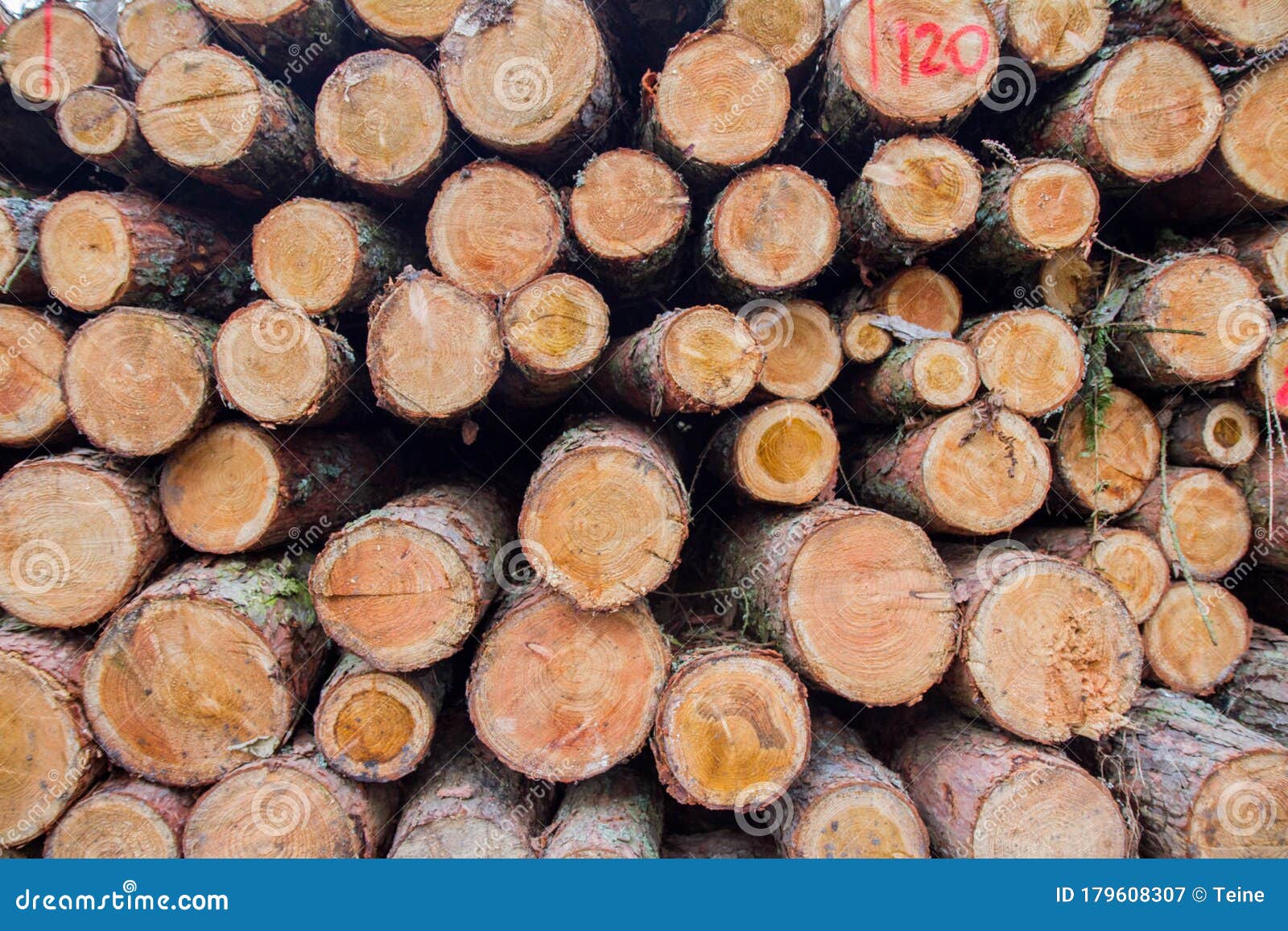 Cut Down Tree Trunks on a Pile Stock Image - Image of lumberjack, close ...