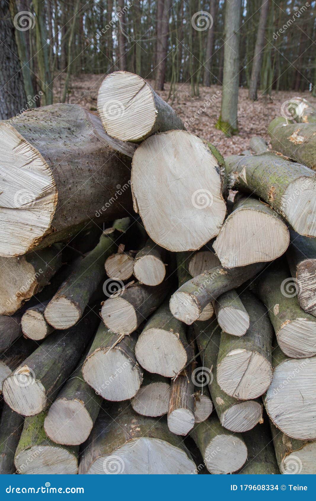 Cut Down Tree Trunks on a Pile Stock Photo - Image of industry, pile ...