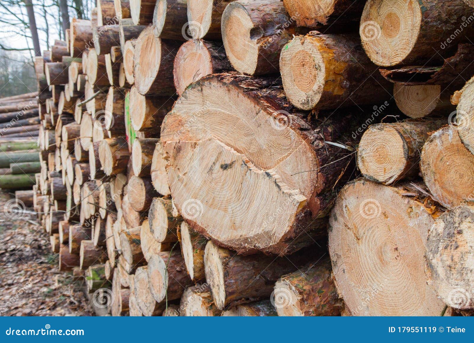 Cut down tree trunks stock image. Image of lumber, cambium - 179551119