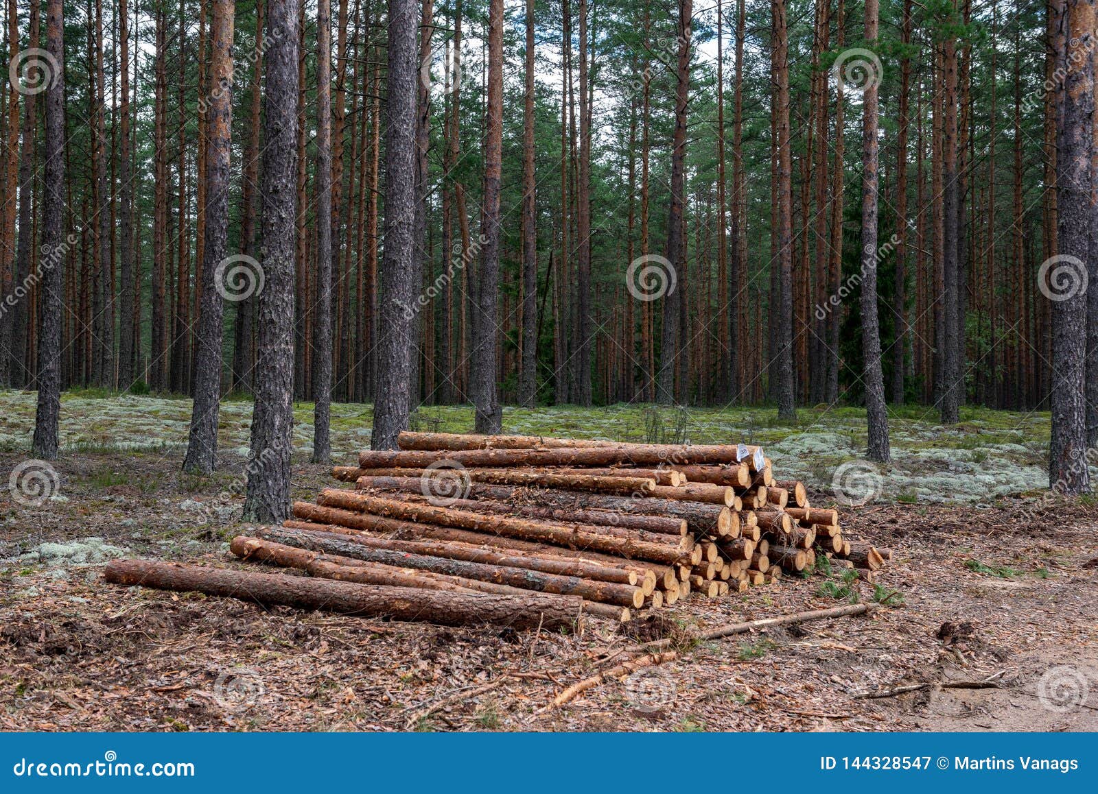 Cut Down Tree Trunks Woodlog in Forest in Piles Stock Image - Image of ...
