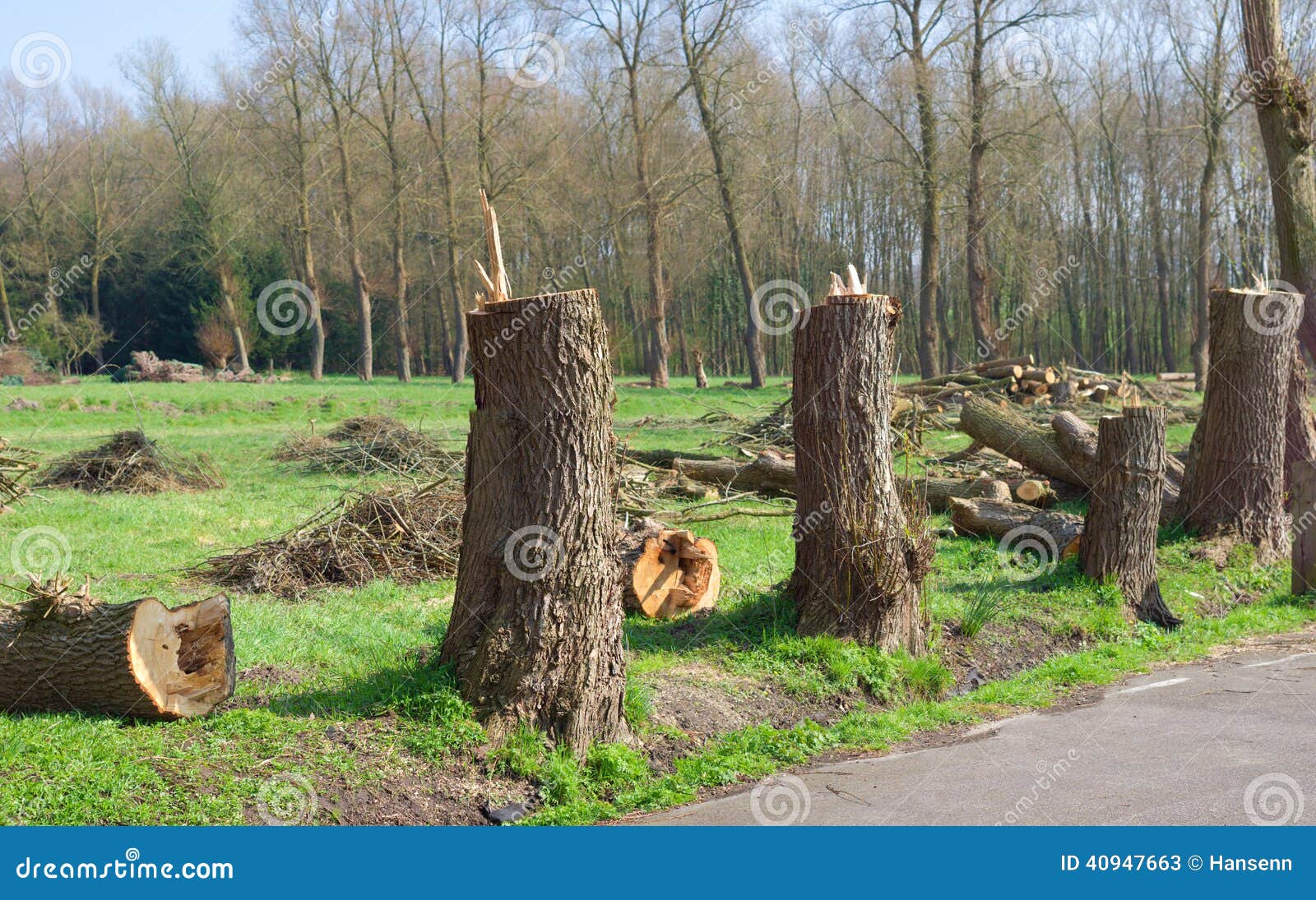 Cut down trees stock image. Image of deforestation, country - 40947663