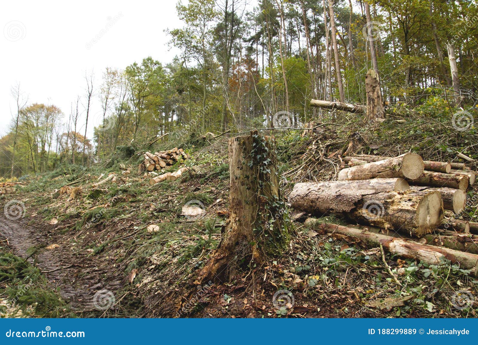 Cut down trees in a forest stock image. Image of heap - 188299889