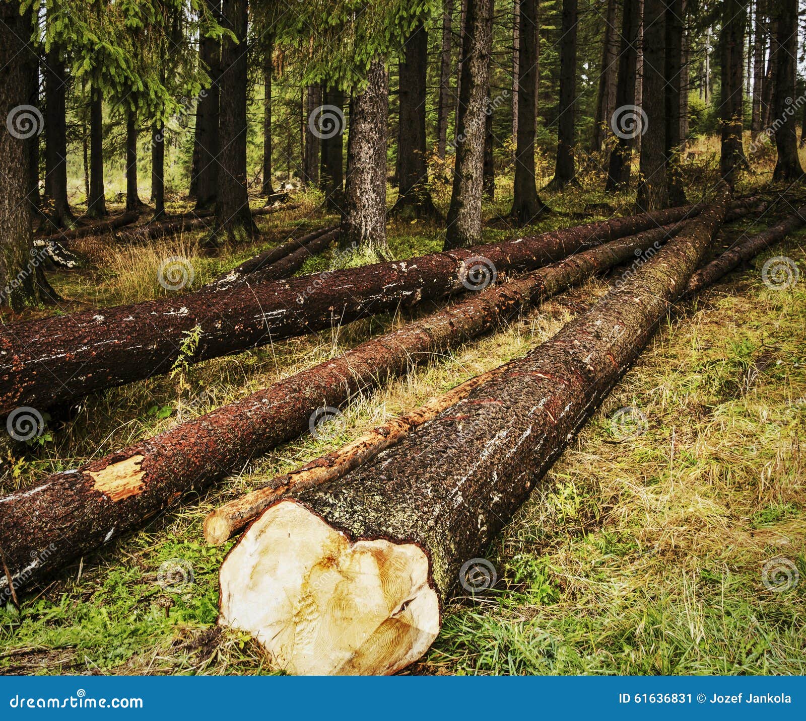 Cut Down Trees in the Forest Stock Image - Image of environment ...