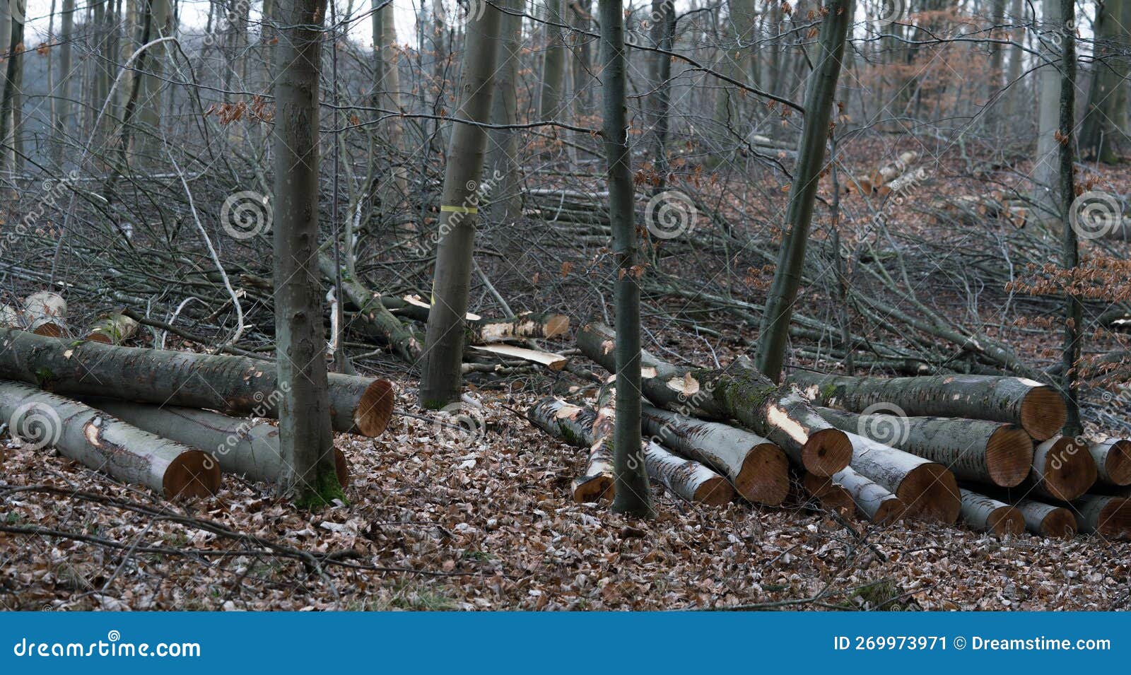 Cut Down Trees in the Forest Stock Image - Image of landscape, sawed ...