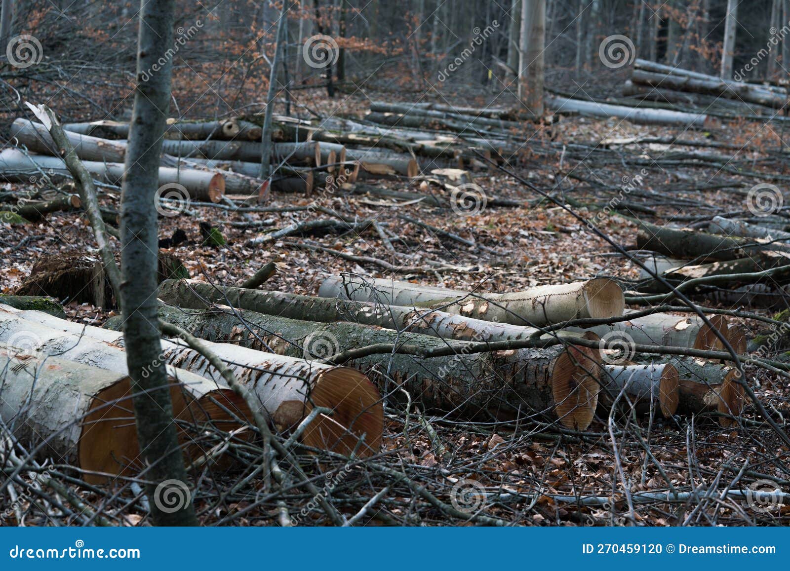 Cut Down Trees in the Forest Stock Photo - Image of deforestation ...