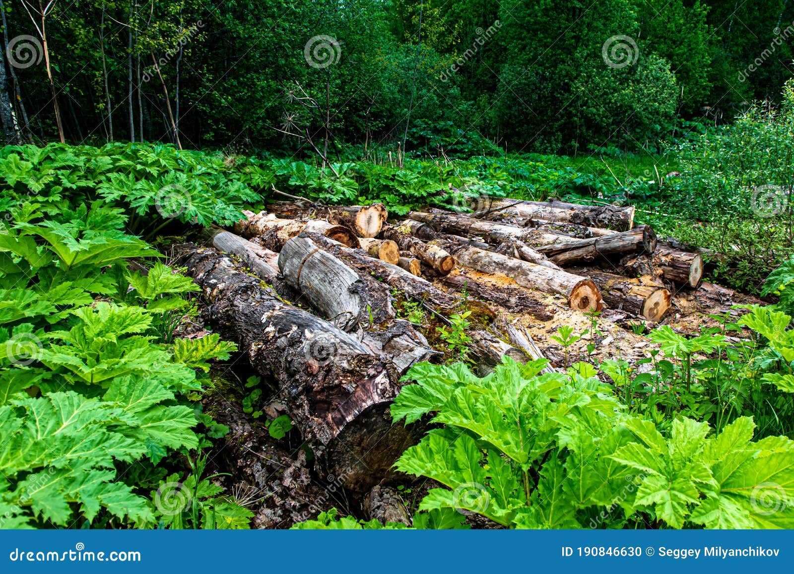 Cut Down Trees Lie in the Forest Stock Photo - Image of wood, tree ...