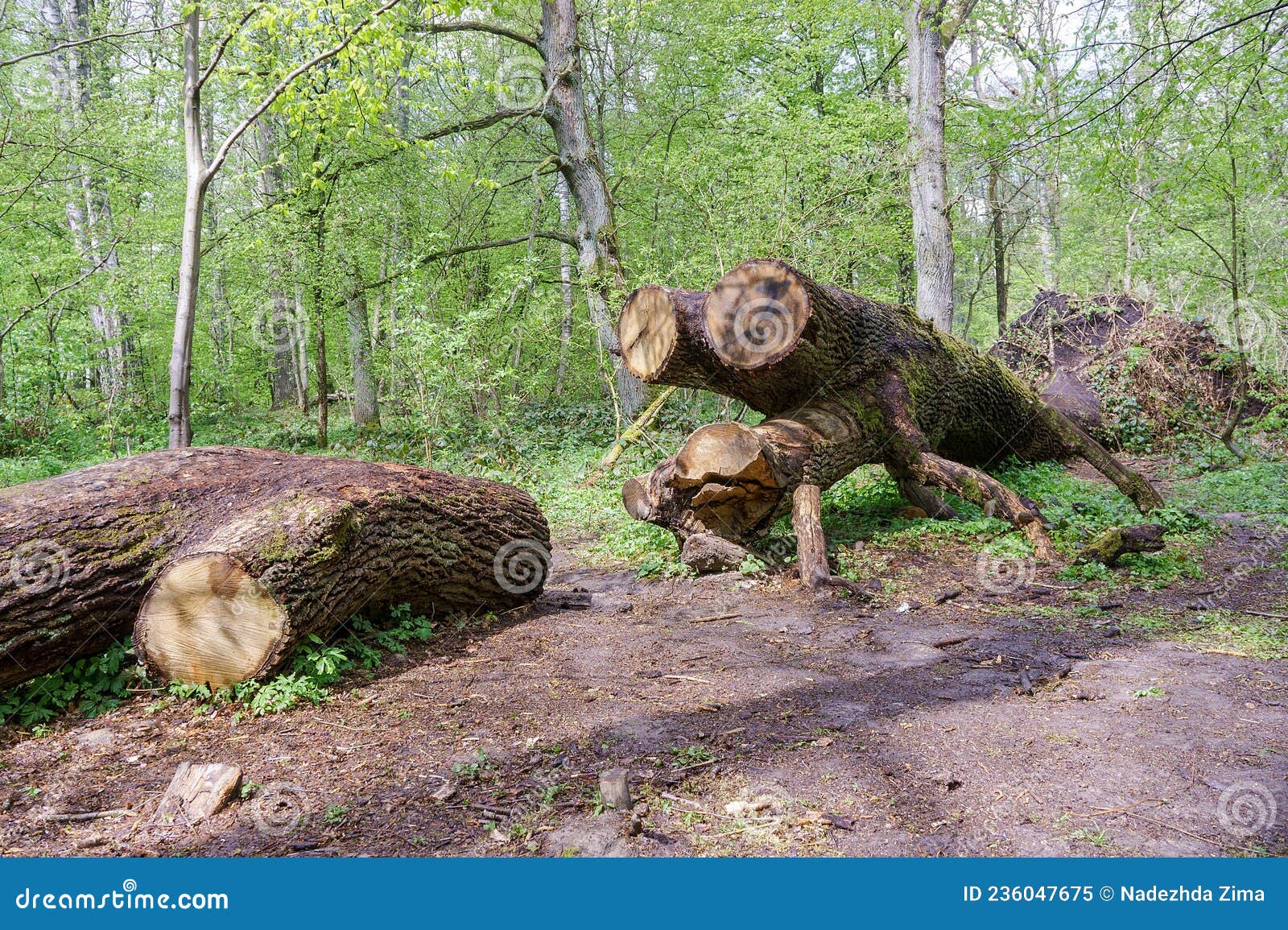 Cut Down Trees. Logging. Stumps of Felled Trees. Trunk of a Felled Tree ...