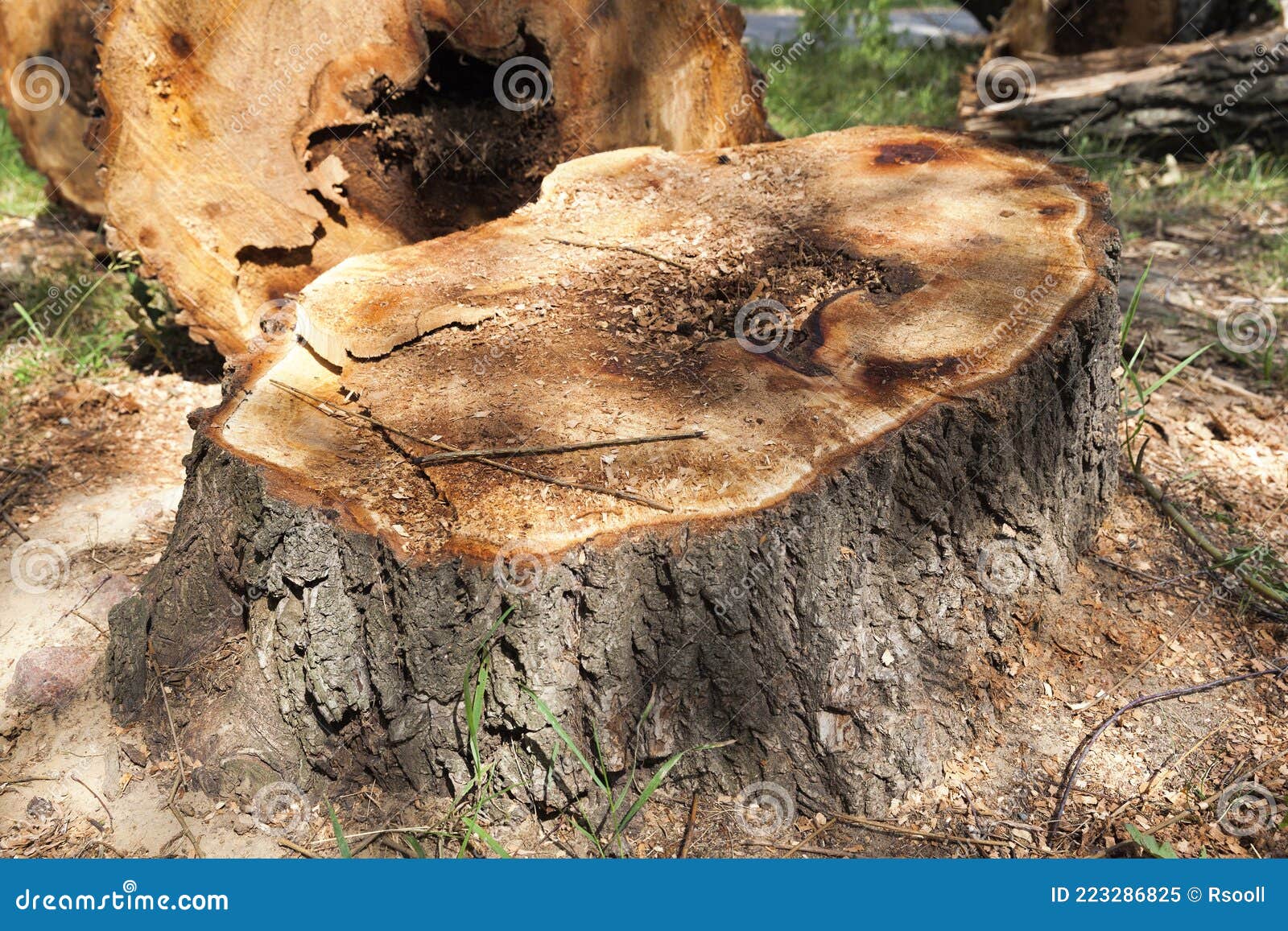 Cut Down Trees Rotted Inside Stock Image - Image of chop, brown: 223286825