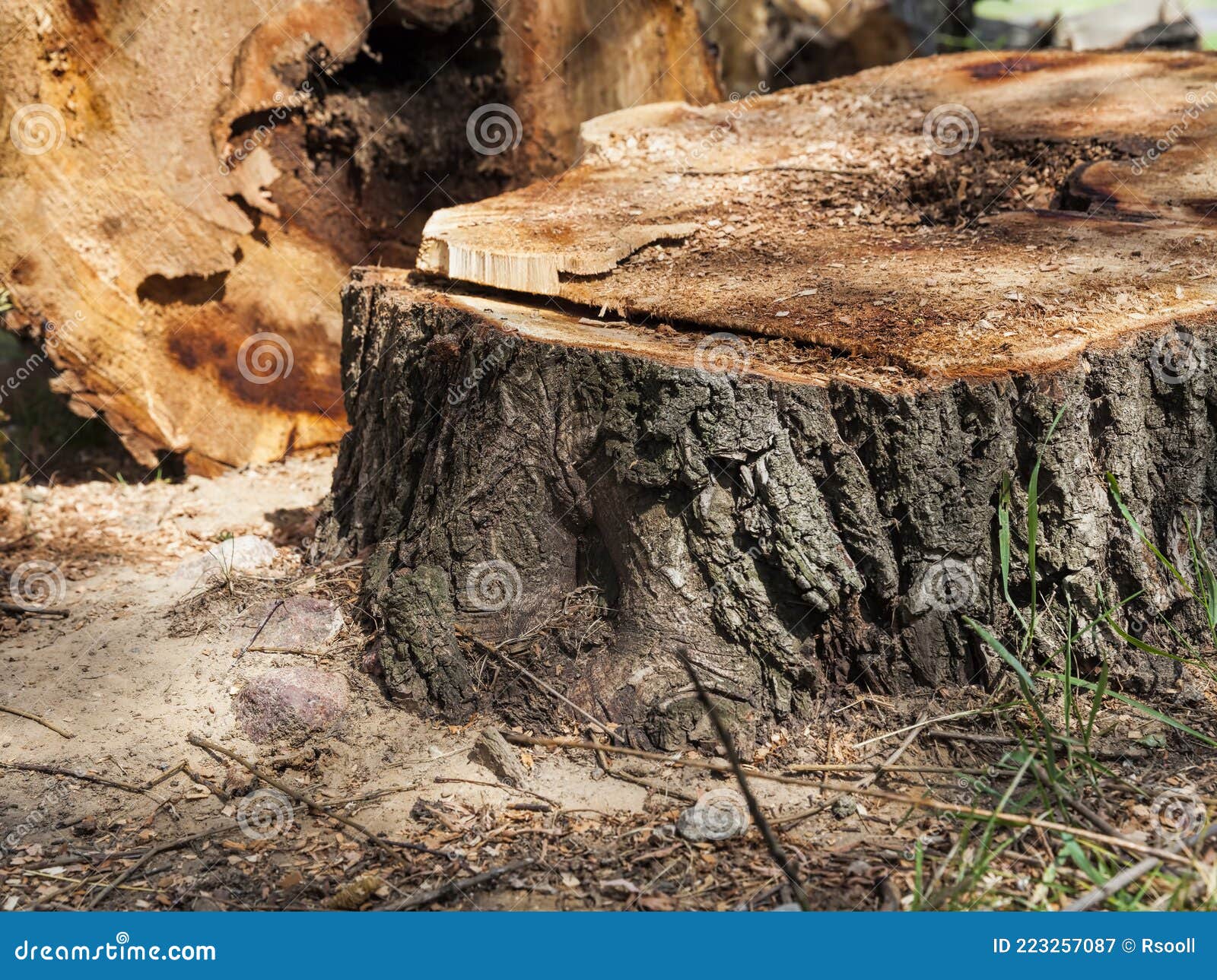 Cut Down Trees Rotted Inside Stock Image - Image of rotted, leafless ...