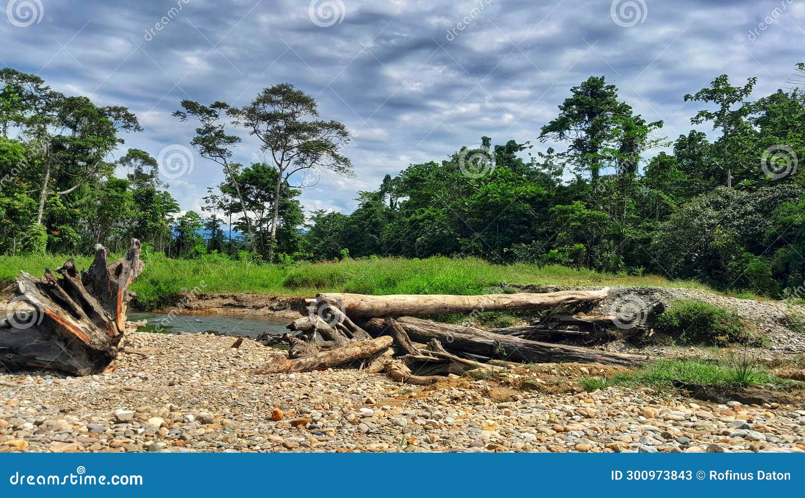 Cut Down Trees beside a Stream in Timika Stock Image - Image of stream ...