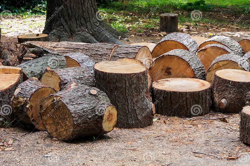 Cut Down Trees, Stumps and Trunks Give the Impression of Deforestation ...