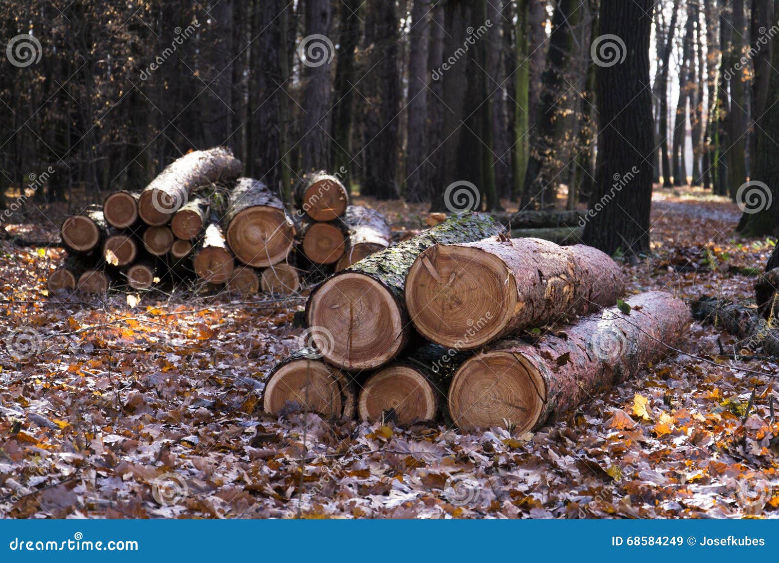 Cut Down Wood Logs Stack Lies in Autumn Forest Stock Image - Image of ...