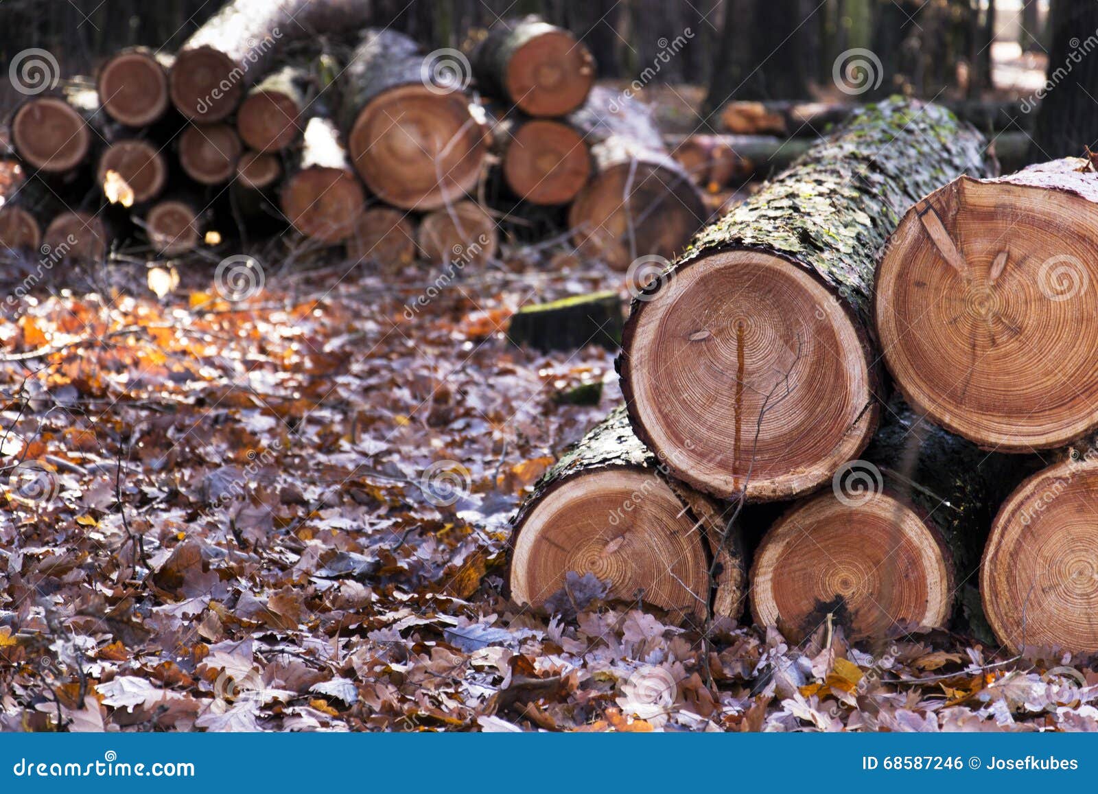 Cut Down Wood Logs Stack Lies in Autumn Forest Stock Photo - Image of ...