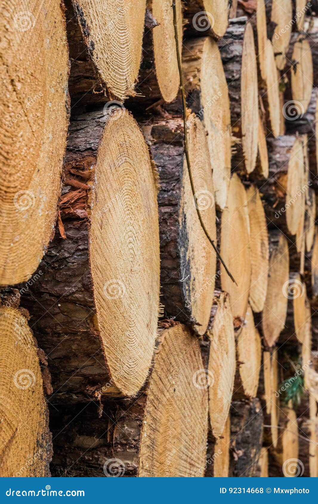 Cut Down Wood Trunks Stacked on Each Other Stock Photo - Image of ...