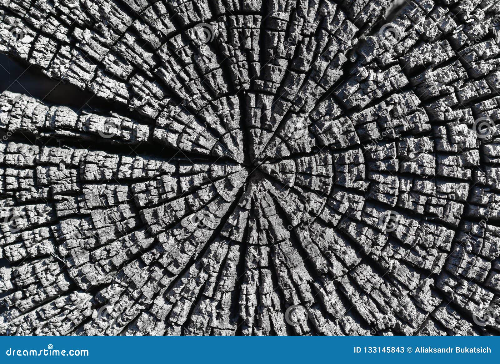 Cut of a Dried Tree Trunk, Circles on a Tree Stock Image - Image of ...
