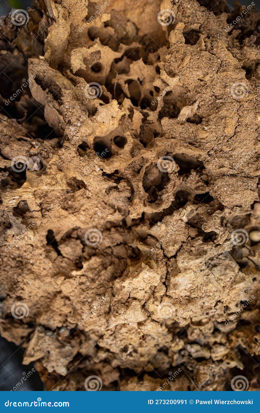 A Cut and Dry Hive that Was Full of Bees Stock Image - Image of bees ...