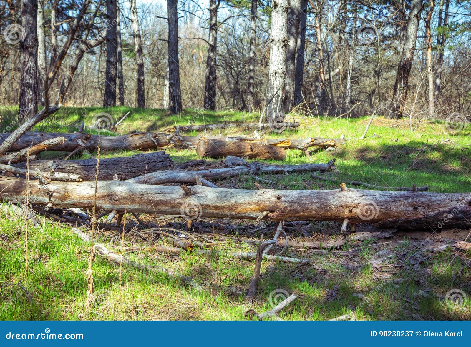 Cut dry pine tree trunks stock image. Image of nature - 90230237