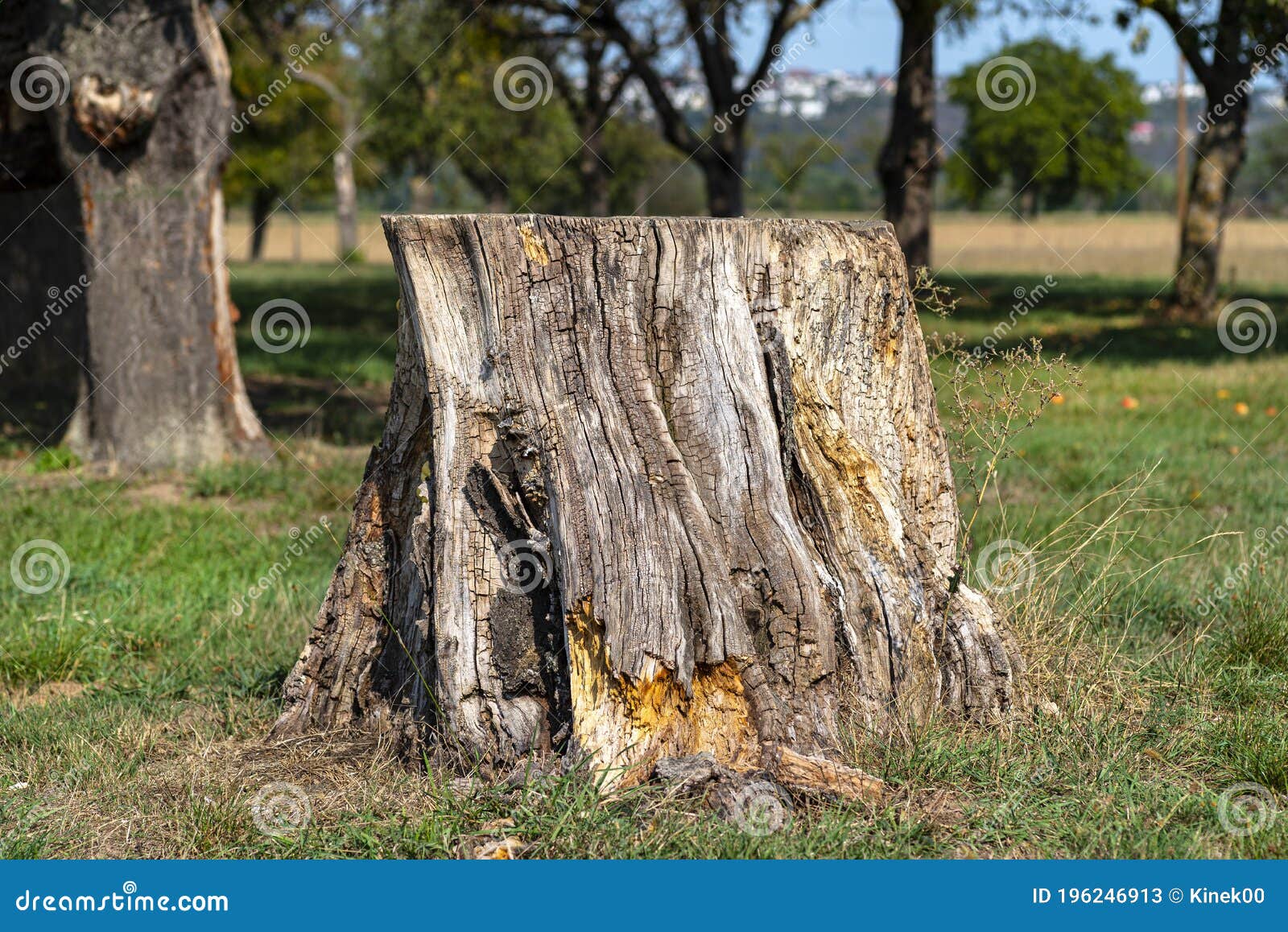 A Cut and Dry Tree Trunk Growing in a Grass Field, Nature Destroyed ...