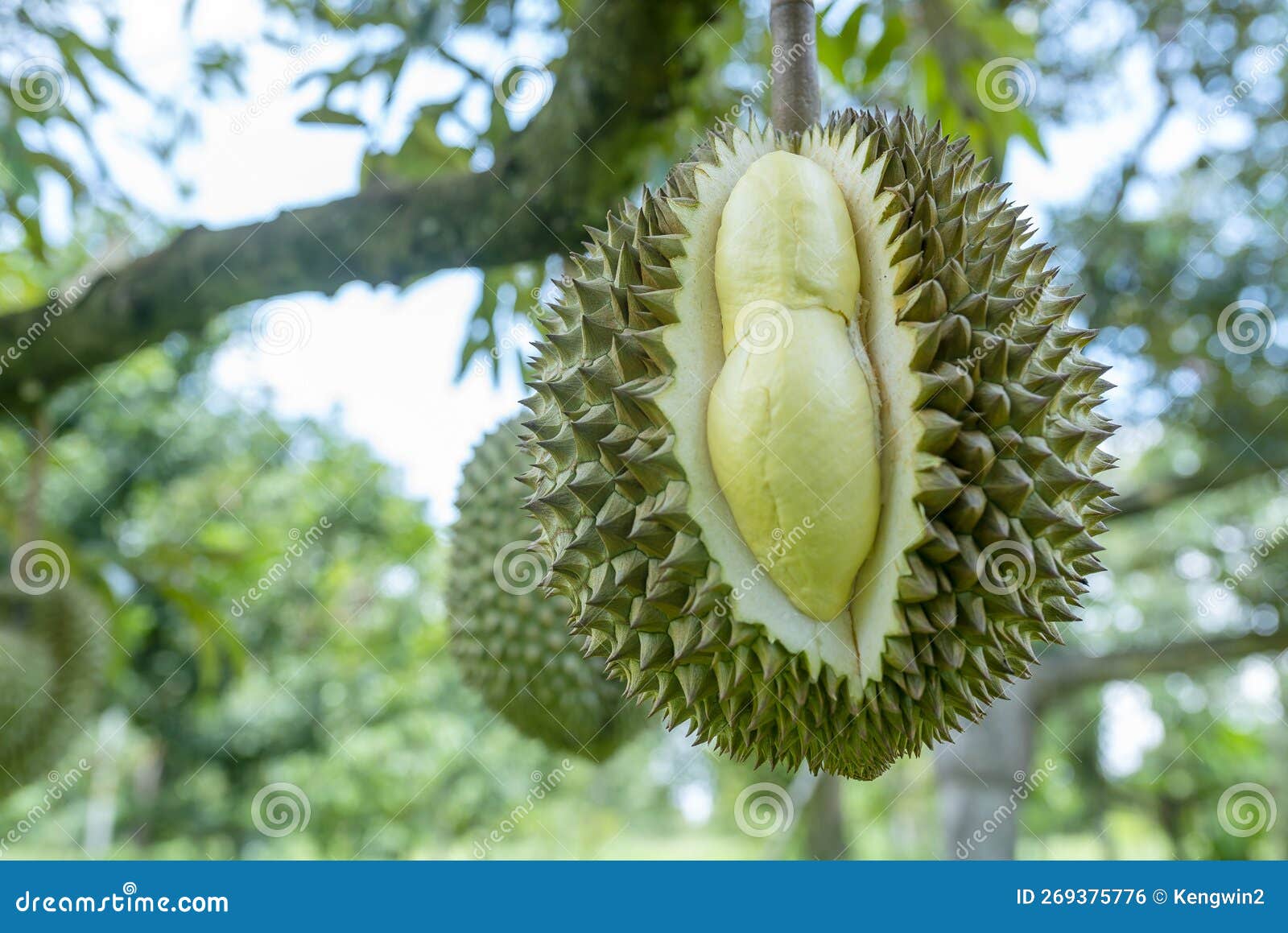 Closeup Of Durians Fruit Fresh Lateral Cut Showing While On Durian Tree At Harvest Agricultural