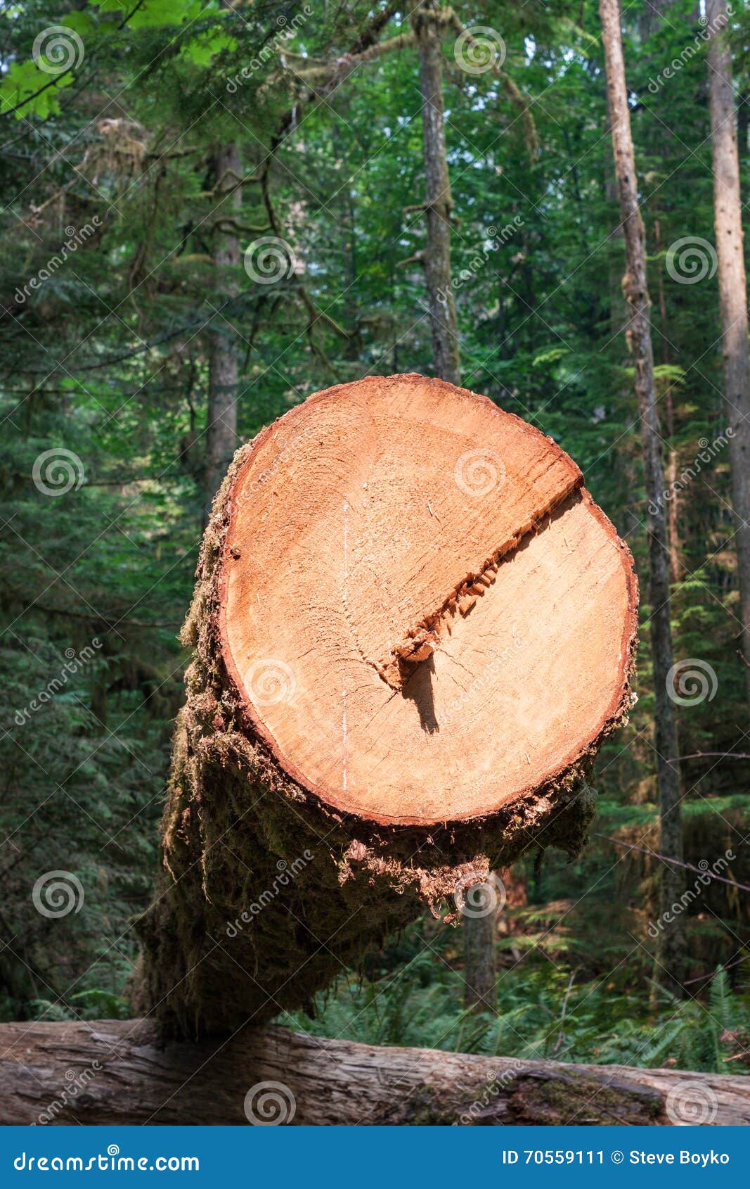 Cut End of Log in Forest stock image. Image of natural - 70559111