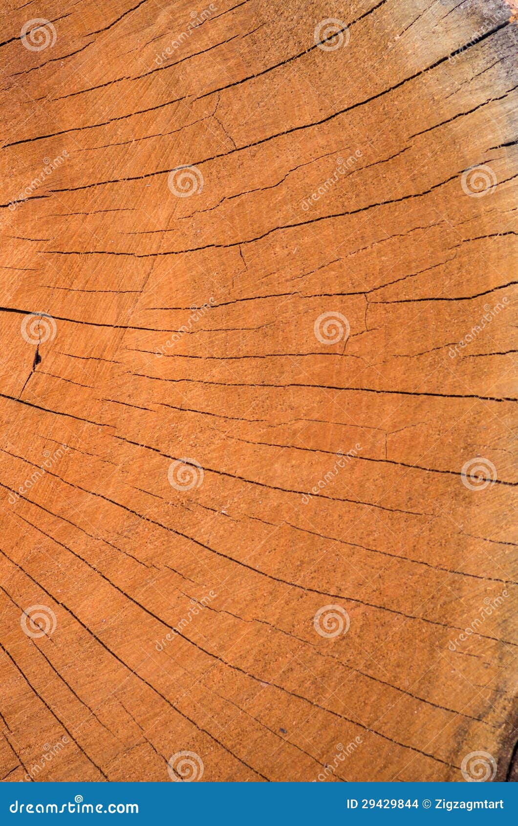 Cut end of a weathered log stock photo. Image of forestry - 29429844