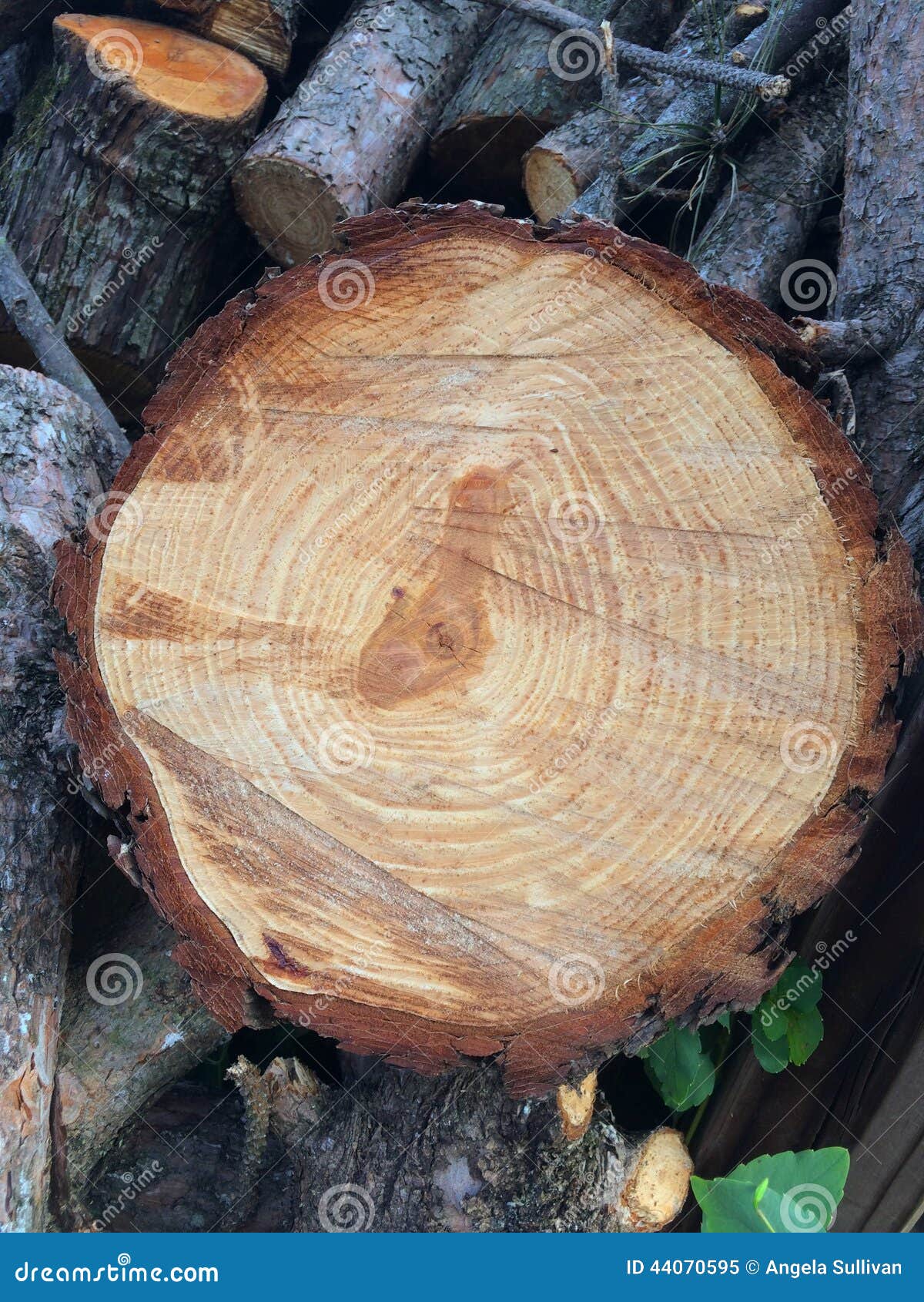 865 Cutting Marks Stock Photos - Free & Royalty-Free Stock Photos from ...