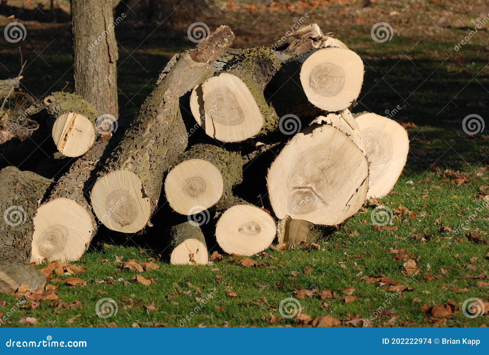 The Cut Ends of Some Tree Trunks or Limbs Stock Photo - Image of ...