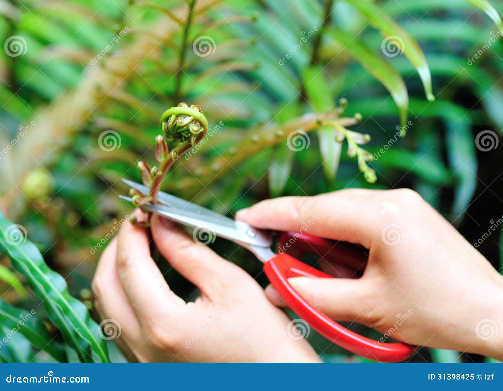 Cut fern stock image. Image of hold, rainforest, herbal - 31398425