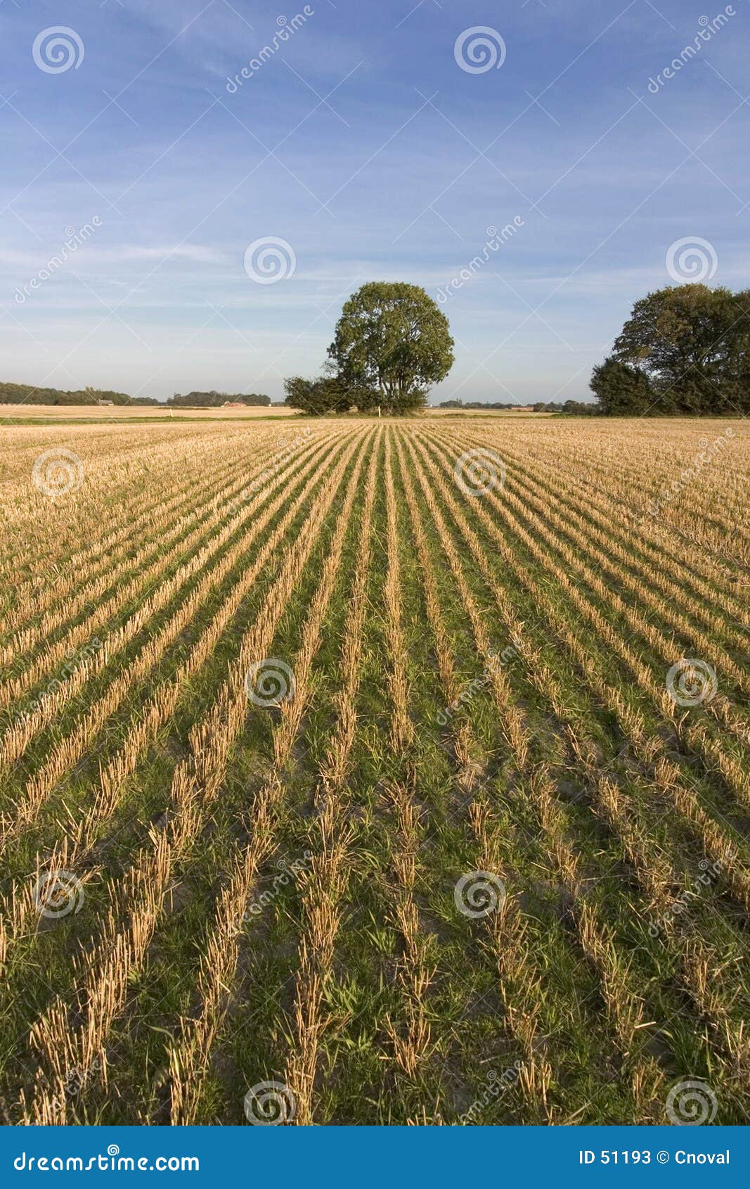 Cut field stock image. Image of fileds, blue, agriculture - 51193