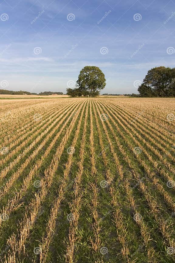 Cut field stock image. Image of fileds, blue, agriculture - 51193