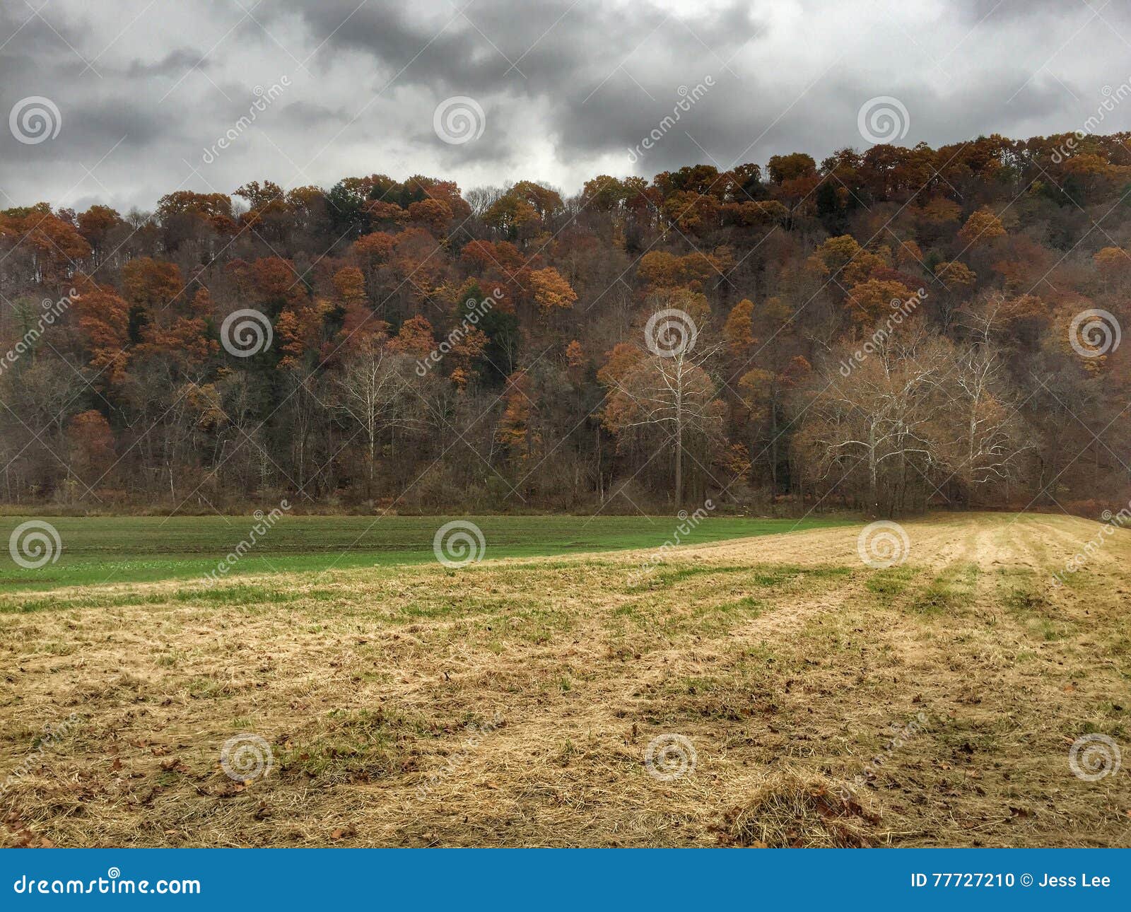 Cut field stock photo. Image of cloudy, fall, field, farm - 77727210