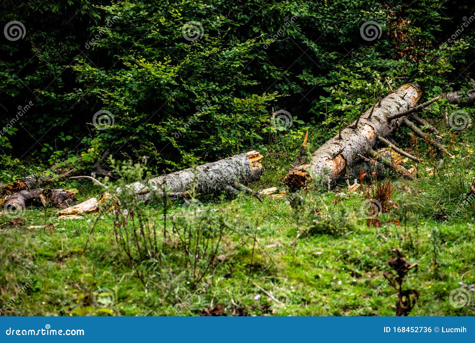A Cut Fir Tree Fallen on the Ground Stock Photo - Image of forest ...