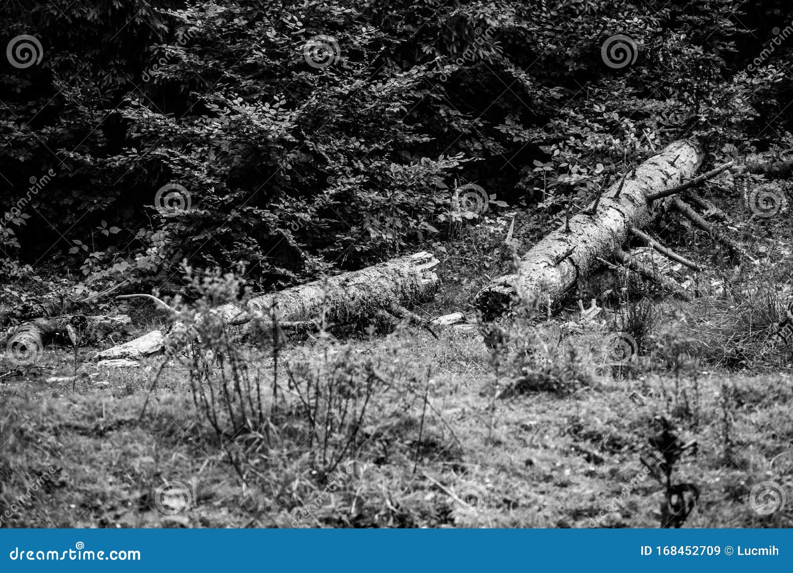 A Cut Fir Tree Fallen on the Ground Black and White Stock Image - Image ...