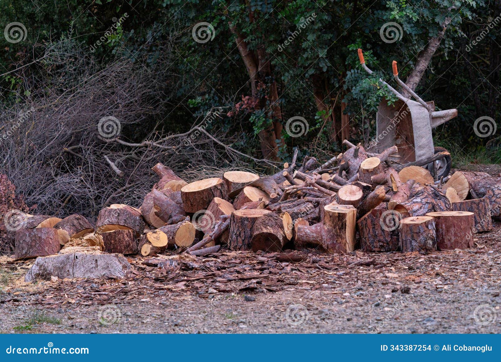 Cut Firewood for Winter Preparation. Cutting a Tree Stock Photo - Image ...