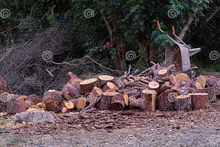 Cut Firewood for Winter Preparation. Cutting a Tree Stock Photo - Image ...